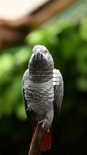 1.9K reactions · 69 shares | Before / After Camera: Nikon D850 Lens: Nikkor 70-200mm Edited in @photoshop @lightroom Animated in Adobe After Effects . . . #colorgrading #photography #photoediting | Shady Essam | Facebook