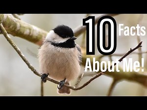 10 Amazing Facts About The Carolina Chickadee