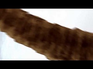 Light vs Electron Microscopy