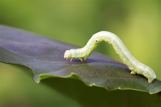 This inchworm is so small it looks like an eyelash crawling across someone’s arm