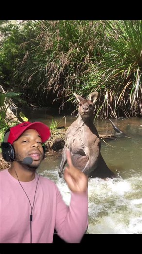 Kangaroo Predators: The Deadly Water Strategy