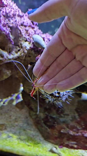 I don't talk about my saltwater tank very often. This is my cleaner shrimp Bubba. He likes to be hand fed. ❤️ #cleanershrimp #howiethecrabandfriends | Laura Porter