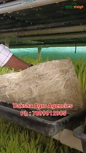 Hydroponic fodder system #fodder #hydroponic #greenfodder | Rangu Kasturi Organic Agri