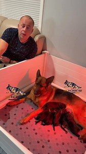 Why we step in to help with whelping #gsd #newborn #puppylove #germanshepherd #whelping | Von Palmore Hof