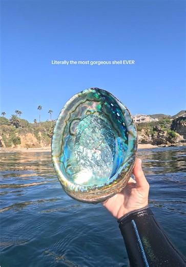Finding Gorgeous Abalone Shells in Southern California