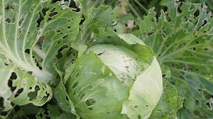 Cabbage damaged by insect pests in the garden. Close-up video of cabbage head and leaves with holes after pathogen or insects