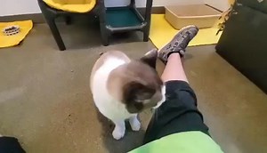 UPDATE: ADOPTED! Good morning from Jimmy Dean! ☀️ This 4-year-old sweet, loving, and affectionate indoor-only kitty is looking for a loving forever home. Jimmy Dean is a brown and white snowshoe kitty who has a muscular build. His adoption fee is just $25 and he's neutered, vaccinated and microchip, and can go home the day of adoption. To schedule your adoption appointment, call 916-875-2287 between 9:30am and 3:30pm today! Be sure to mention Jimmy Dean's animal ID number, which is A786059. To l