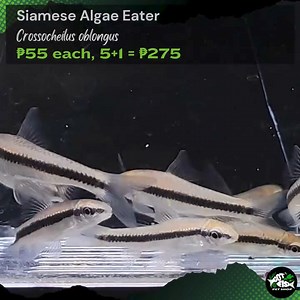 RESTOCKED SIAMESE ALGAE EATER! Details are already provided on the photos or videos below, kindly browse them. 😉 Visit us at Ground Floor Circle C Mall, Congressional Avenue corner Jupiter Street, Barangay Bahay Toro, Project 8, Quezon City. Beside Mall Left Entrance, near Pancit Malabon. We also deliver thru Lalamove, Grab or Joyride 🛵 within Metro Manila and nearby provinces within coverage area. Store Hours: * Monday - Sunday * 10:00AM - 7:00PM Payments Accepted: * DEBIT / CREDIT Card * BPI