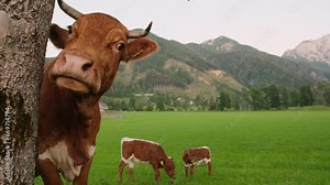 Brown cow scratching itself against a tree trunk in a green field