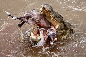 Incredible moment croc swallows zebra whole among nature photo contest winners