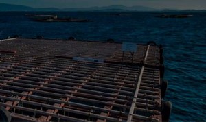 SHELLFISH TAKE TO THE OPEN SEAS