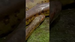 Anaconda Attack Survival Tips: How to Escape the World�s Largest Snake!