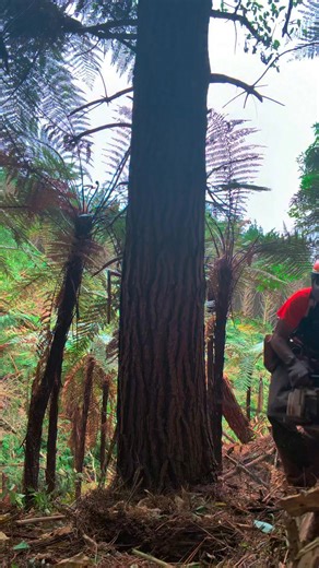 Can't blame me for loving what we do out here 💯 respect to all loggers and tree fallers 🌲 | J DUBB