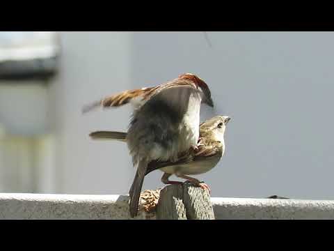 Mating Cape Sparrow