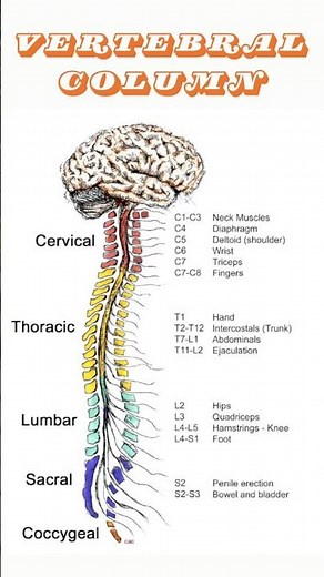 Spinal Cord vs Backbone: Understanding the Key Difference