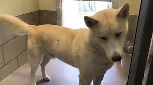 1.2K views · 55 reactions | Rescued 11/20/19 11/13 NOW STATUS RED!...