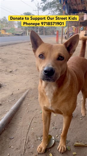 KING BAGHEERA Ran to Me ❤️ #shorts #ytshorts #funnydogs #instagram #reels #cutepets #salmankhan