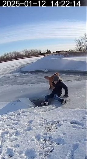 The Incredible Moment A Hero Dog Saves A Boy From Drowning In Ice