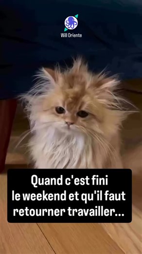 Will Oriente on Instagram: "Fin du week-end. Le fameux moment où tu passes de “rayon de soleil plein d'énergie” à “salarié en mode économie d’énergie”. Si ton dimanche soir te donne envie de : - scroller dans le vide, - repousser l’heure de dormir comme si tu négociais avec le destin, - avoir une boule au ventre gratuite, - ou te dire “pitié, pas demain”… 👉 c’est pas juste “la flemme”. C’est souvent un signe que ton job n’est plus aligné avec toi. Parce que oui, tout le monde préfère le week-en