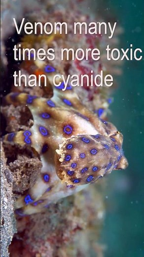 Deadly Beauty: The Venomous Blue-Ringed Octopus