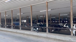 Cows at Drumgoon east watching next years forage supply growing | Drumgoon Dairy