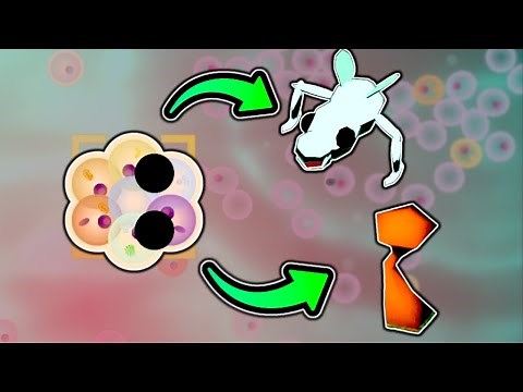 Creating Fungi and Photosynthetic Animals in Planetary Life Cell Stage