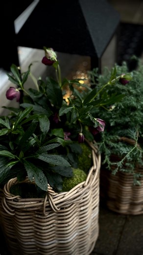 Annette Holm on Instagram: "✨ Små lys i mørket og grønne glæder 🌿 Reklame/annonce 🌿✨ Velkommen hjem 🏡 skal være hyggeligt, rart og simpelt for mig og familien 🌿🤎 Det skal være med de planter og lys man elsker mest ikke ☺️? . Cedrus glauca . Cedrus Himalaya . Enebær . Helleborus . Pudemos . Sorte LED lys . Lyskæde Selvfølgelig købt samlet hos @plantorama #plantorama #hyggehygge #byannetteholm #plantsmakespeoplehappy #lysimørket"