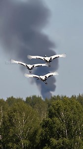 7.8M views · 36K reactions | Three Cranes Battle Forest Fire To Save Eagle Family! #rescue #animals #Wildlife | The Vu Team | Facebook