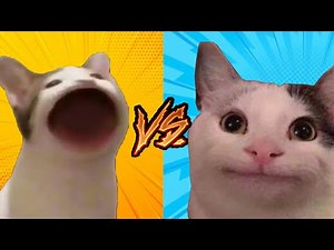 If Beluga and Pop cat were friends