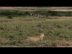 lioness hunting a zebra mother and her calf bring down video