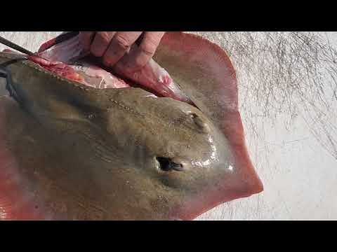 How To Fillet STING-RAY or SKATE | STINGRAY WINGS