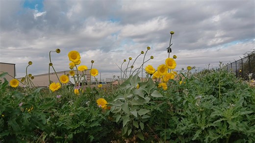 Is there a better, more iconic sound in the world of aviation? The rumble of the B-17's four Wright Cyclones and the howl of the F-104's J79 are up there for sure, but - no surprise - the thump of the Huey's main rotor blades takes the top slot for us. Got something that you think sounds better than the Huey? Post a clip in the comments letting us hear it. | Army Aviation Heritage Foundation - Southwest Chapter