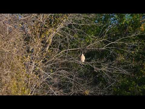 Majestic Detail: Red-tailed Hawk Hunting from Perch (4K Ultra Slow Mo)