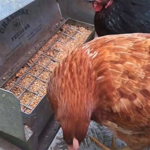 Bush Rats, & Wild Birds Love Chicken Feed… But They Won’t Get Yours! 🚫 Australian chicken keepers know the struggle – pests find a way to get into feed. But not with Grandpas Feeder! 🐭 Rodent-proof – Stops bush rats & mice in their tracks 🌦 Sealed design – Keeps food safe from rain & pests Say goodbye to wasted feed | Grandpas Feeders Australia
