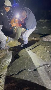 2.1M views · 15K reactions | 51” Big bass ￼ Atlantic City jetty...