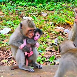 8.5K views · 178 reactions | Help the baby monkey _ Very saddest sound small baby monkey got kidnapped crying loud call mother help | Monkey BiBi | Facebook