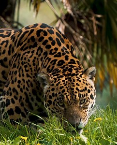 Napo, in all his glory… 🐆♥️ There’s something so special about seeing Napo exploring, pouncing and prowling around his outdoor habitat ☀️ | Chester Zoo