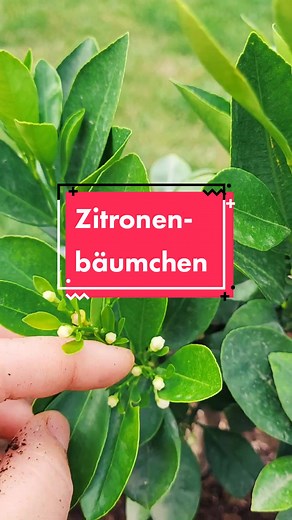 Growing and Caring for Lemon Trees: A Guide