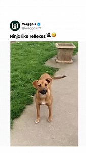 5.5K views · 2.9K reactions | The Matrix-level reflexes! That face is the definition of “betrayal”  #Waggos | Waggo's | Facebook