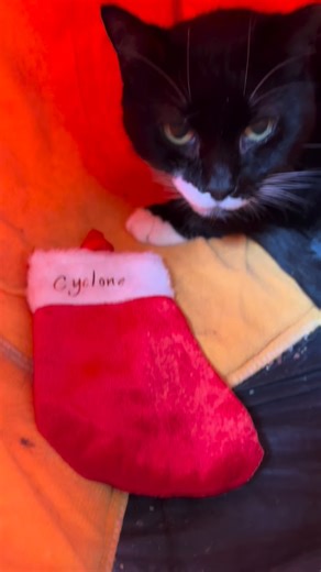 Making stockings for the cats was definitely a much needed task today after a rough week. Thanks Santa aka Karen!! As you can see most of the cats shared our joy and excitement today. The only cats who didn’t receive a stocking are the ones pending adoption, because a forever home is the best gift any of these guys could ever get. Right now we have a good amount of cats who still are working on trust and accepting love. It’s great to watch them get more and more brave each day, thanks to you!! |