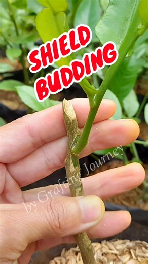 9.2K views · 68 reactions | Shield budding successful Tips for succeed: 1. Sharp, thin and clean blade 2. Low-middle humidity 3. Warm weather and sunlight #budding #shieldbudding #grafting | Grafting Techniques | Facebook