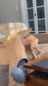 5.8K views · 122 reactions | New England Lab Rescue on Reels | Facebook