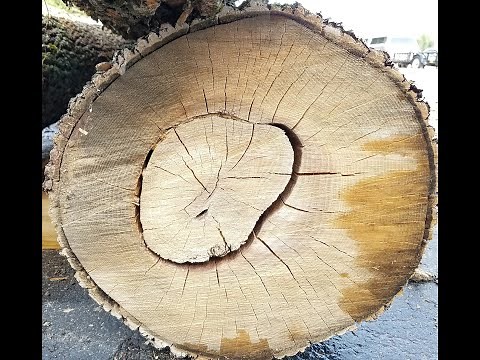 Check Yourself - Wood Shakes, Checks, and Splits