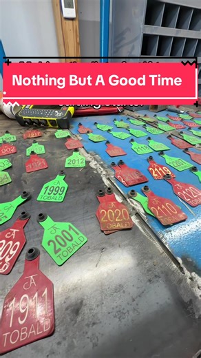 Efficient Calf Tag Preparation for Calving Season