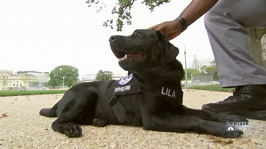 Capitol Police adds emotional support dog, prioritizing officers’ mental health