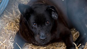 184K views · 5.7K reactions | We've never seen anything like it. Nearly 700 animals found sick, scared and living in a state of tragic neglect at a North Carolina home. Please share this post and make a donation to help our efforts. We really need your support. #NCrescue | ASPCA | Facebook