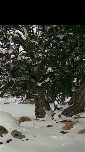 Squirrels on Trail/Game Camera