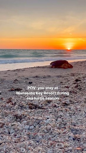 Once in a lifetime experience, right on our beach 🥹🐢🌊🌅 🌴 Manasota Key Resort | Florida #manasotakey #southwestflorida #florida #visitfl #visitflorida #floridabeach #floridabeaches #discoverflorida #floridavacation #beachvacation #vacation #resort #waterfront #sunshinestate #paradise #welcometoparadise #beachhotel #beachresort #beachreel #beach #getaway #beachgetaway #vacay #gulfofmexico #sunset #sunsets #sunsetlovers #floridasunset #floridasunsets #beachsunset | Manasota Key Resort