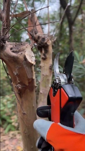Transform your garden with the help of our electric pruning shears.
