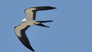 Coolest Bird in Florida: Swallow-tailed Kites